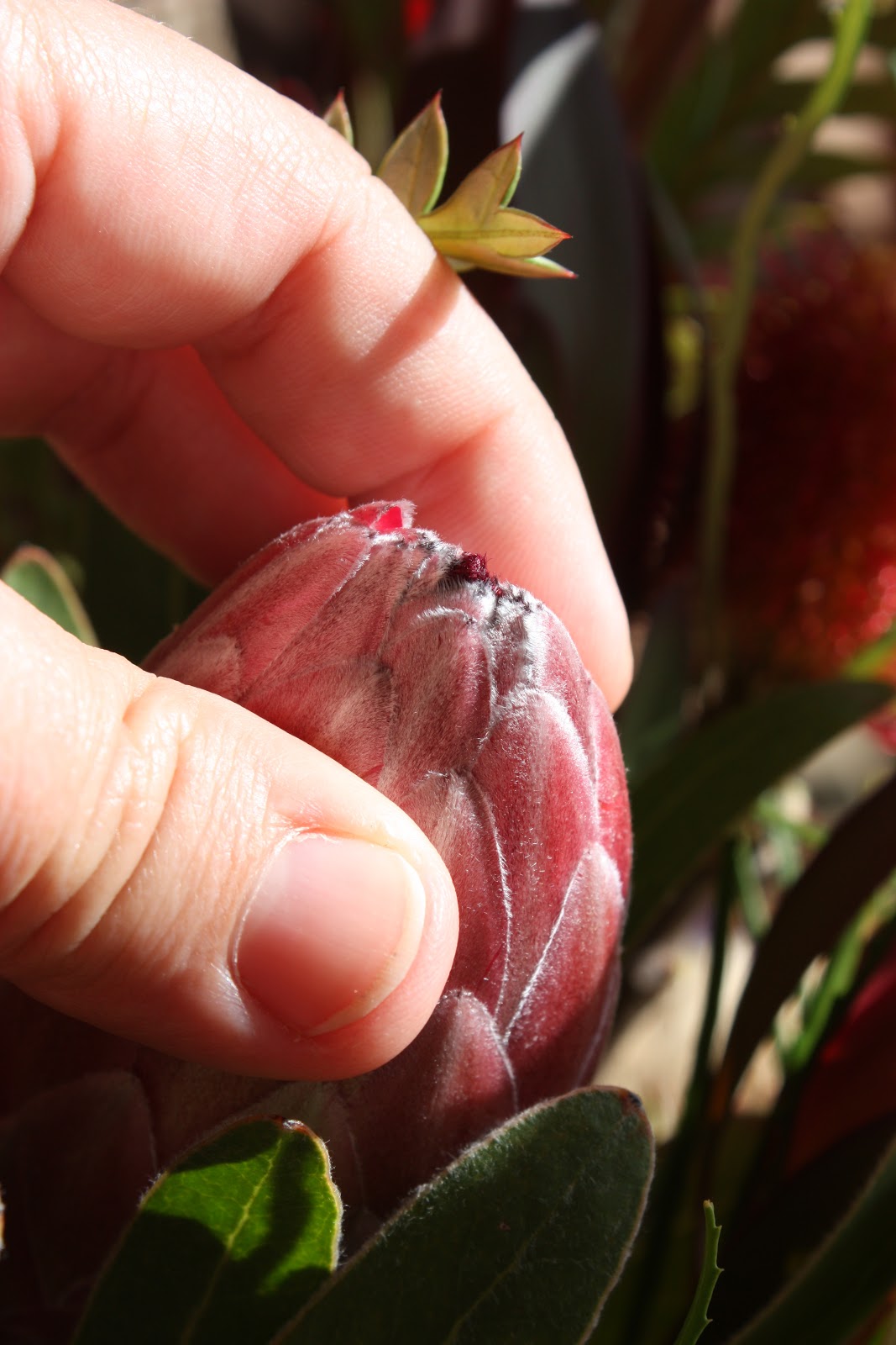 Tips for Longer Vase Life (2024)