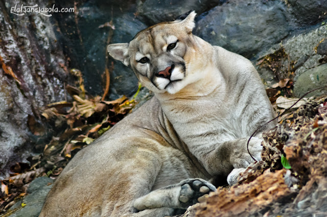 Elal Lasola Travel & Photography: Subic | Zoobic Safari