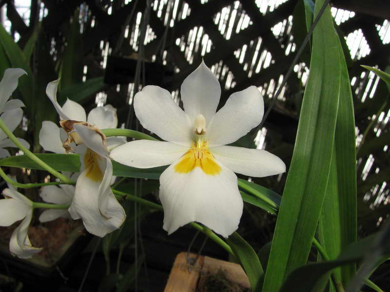 Miltoniopsis santanaei care and culture | Travaldo's blog