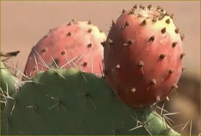 THE VIEW FROM FEZ: Moroccan Cactus Industry Set To Bloom