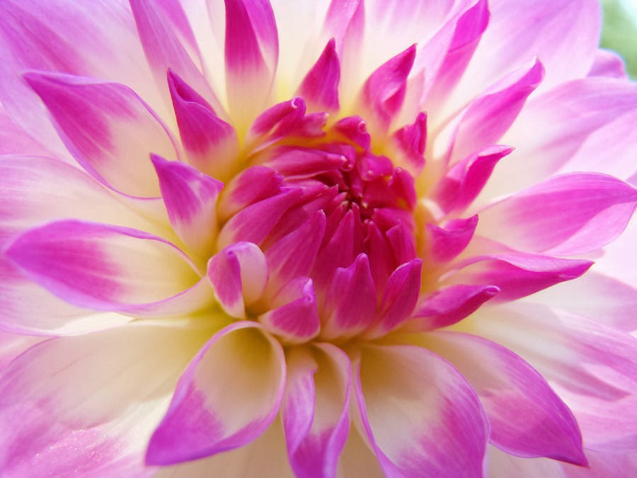 Pink Dahlia HD Wallpapers | Latest HD Wallpapers