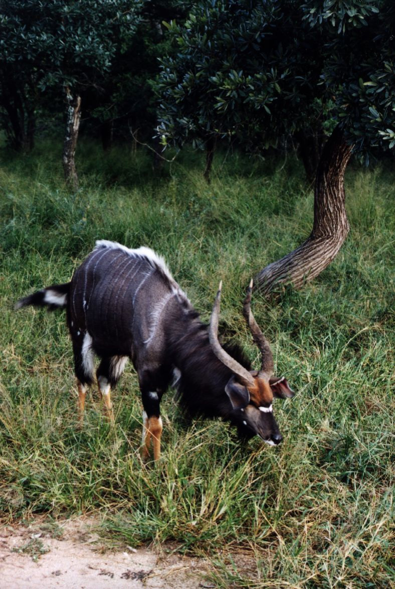 Epic's Interactive Blog: Rarely seen creatures of Africa - The Nyala ...