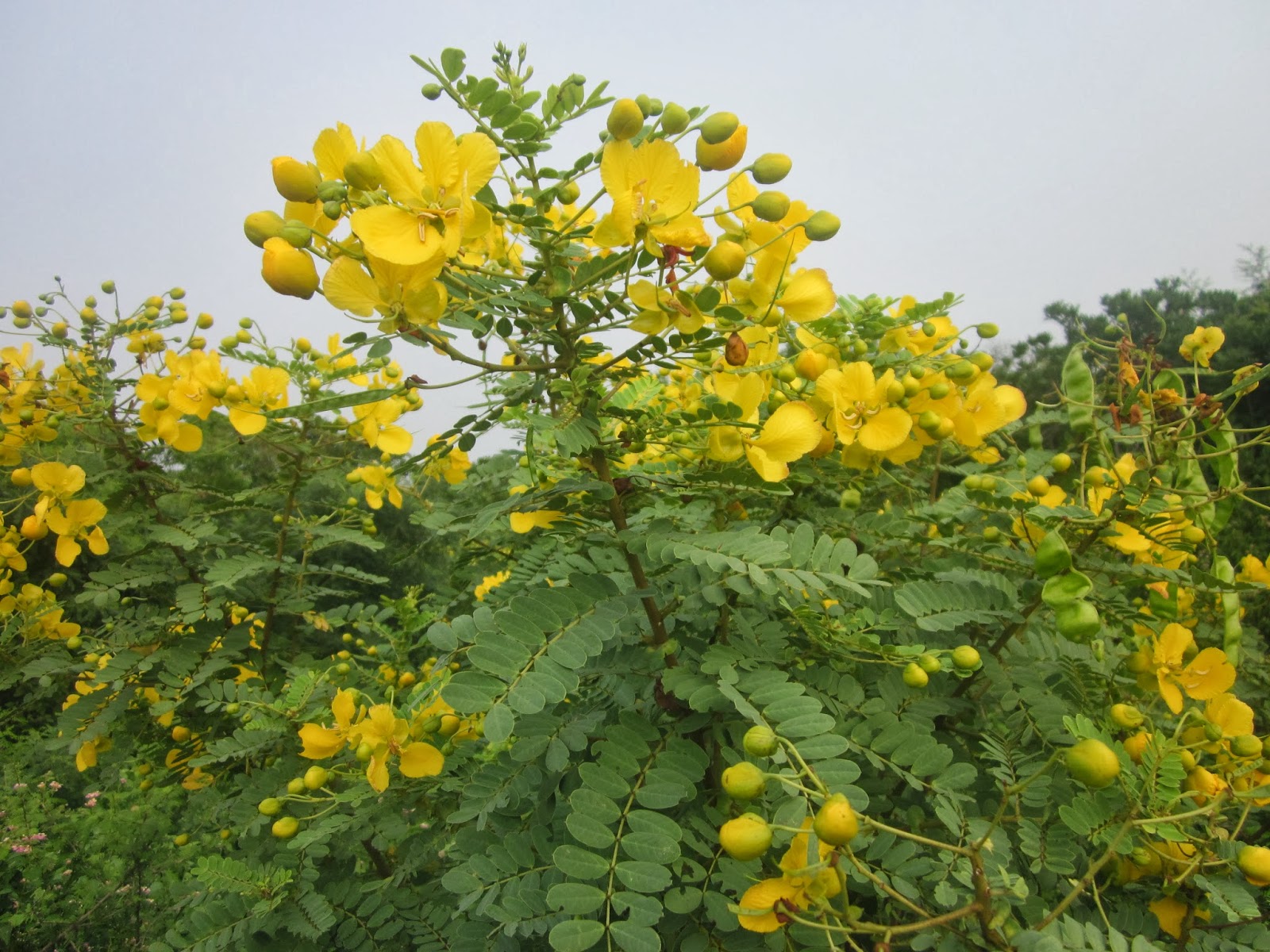 SOME MEDICINAL PLANTS ( MY CLICKS IN AND AROUND MY HOUSE )