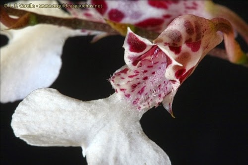 Grupo Orquideófilo del Norte Santafesino: Rodriguezia decora