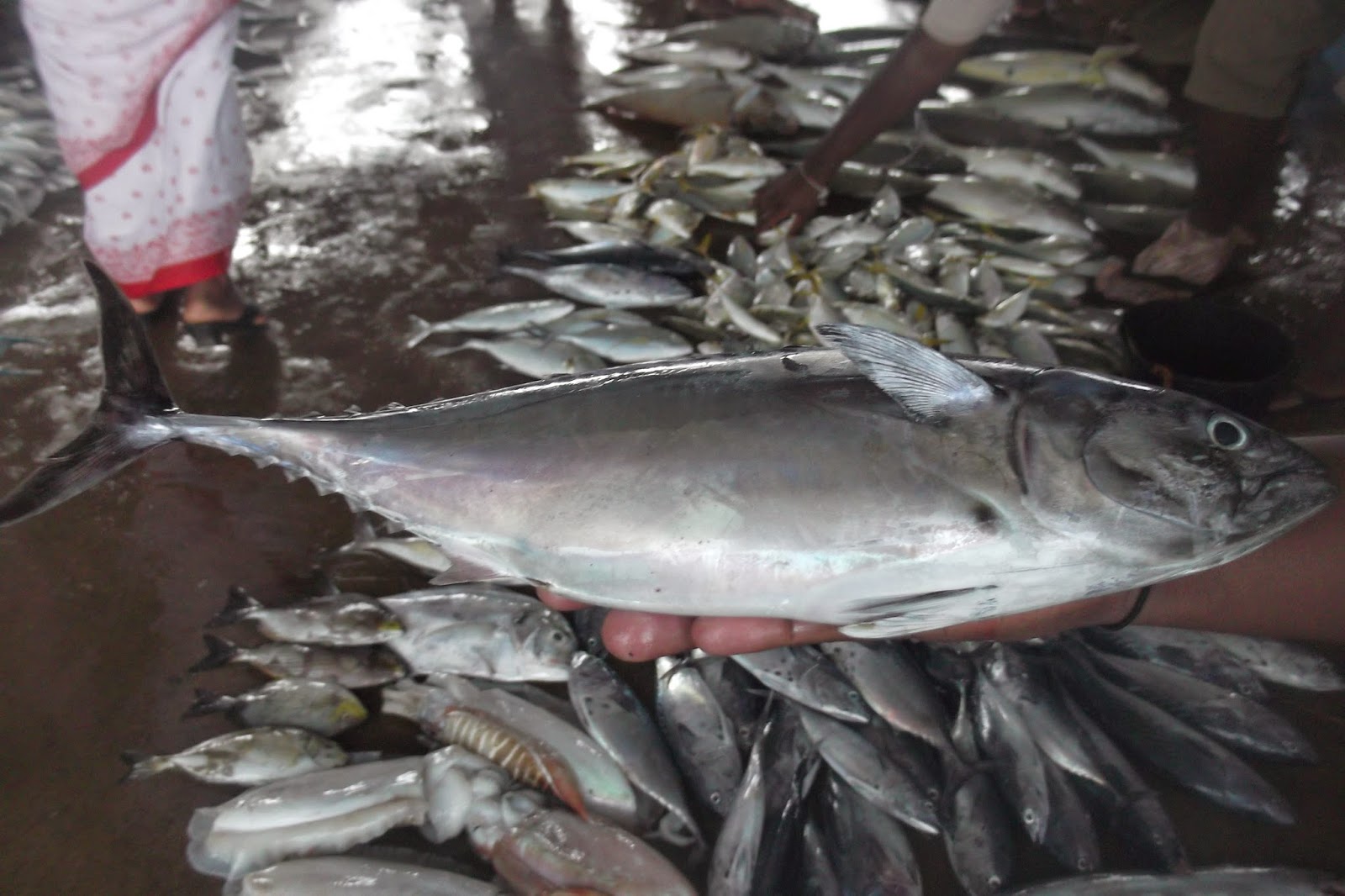 NEGOMBO SEAFOODS: ATAWALLA