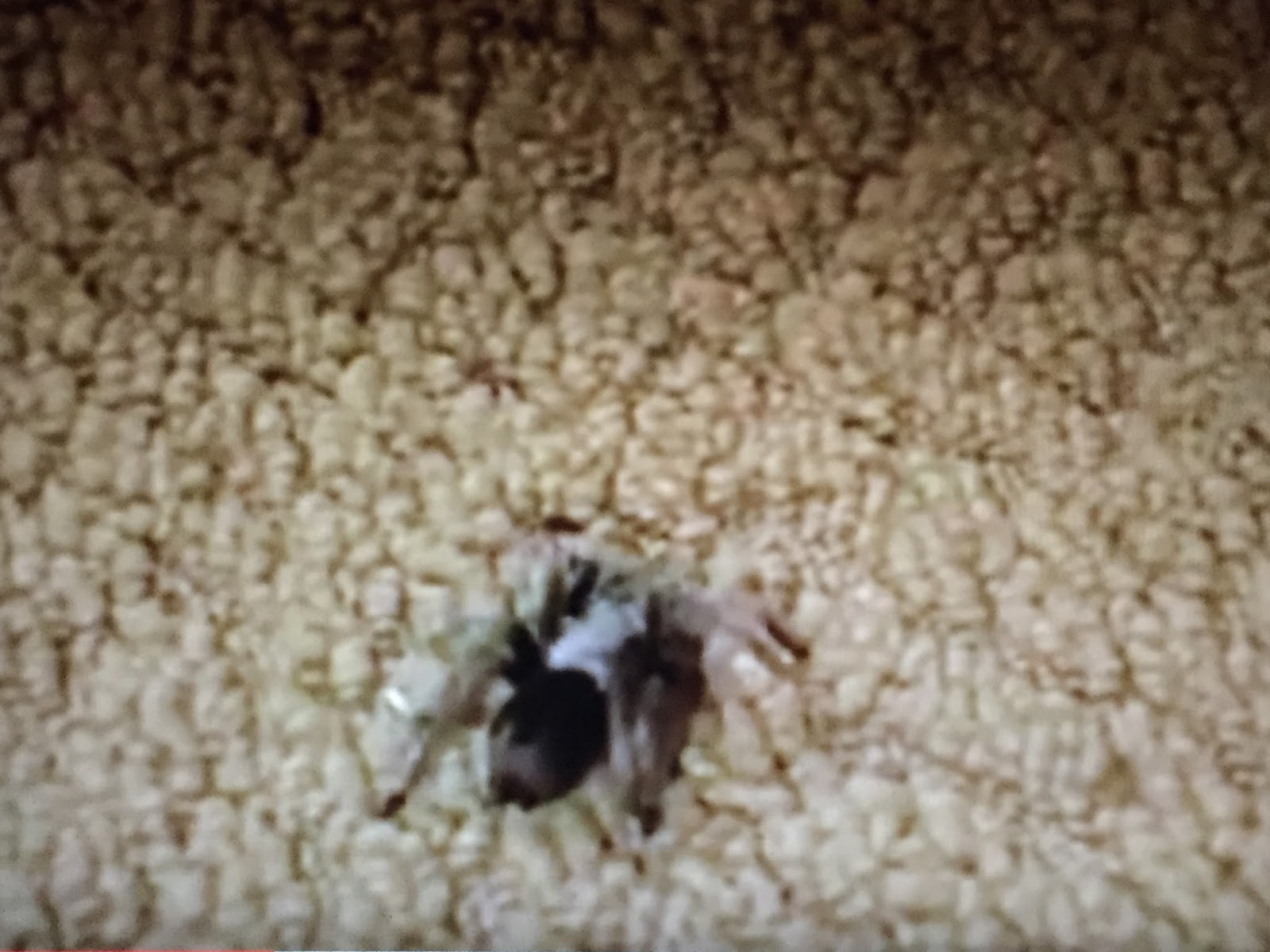 Reel to Real Filming Locations: The Brady Bunch (1969-1974)