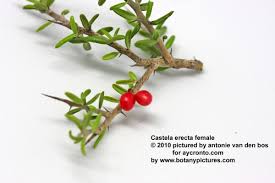 Flora de Puerto Rico Ilustrada Papo Vives: SIMAROUBACEAE CASTELA ERECTA