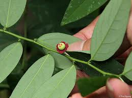 Tanaman Obat : Daun KATU