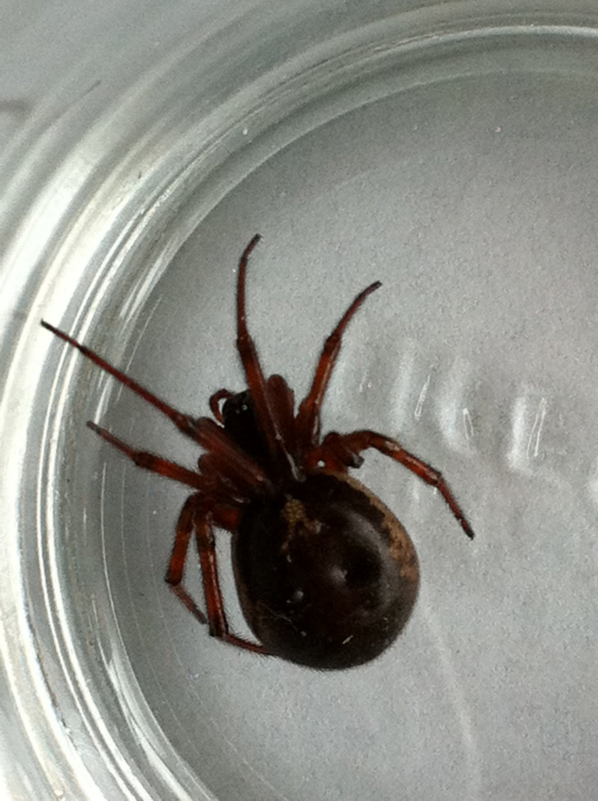 Britain's most reliable spider blog.: Awww, look at her dimples!