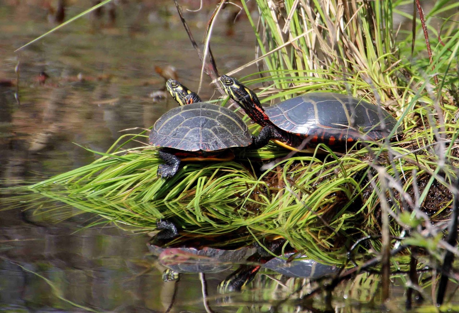 Avalonia eTrails: Time for Turtles