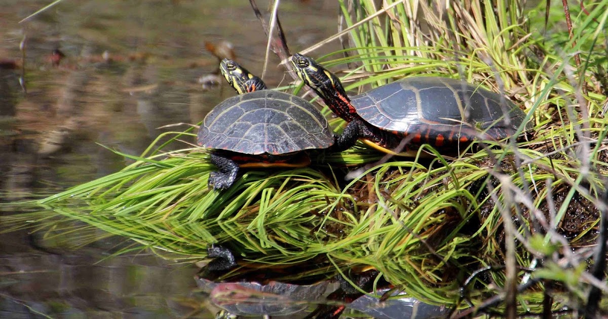 Avalonia eTrails: Time for Turtles