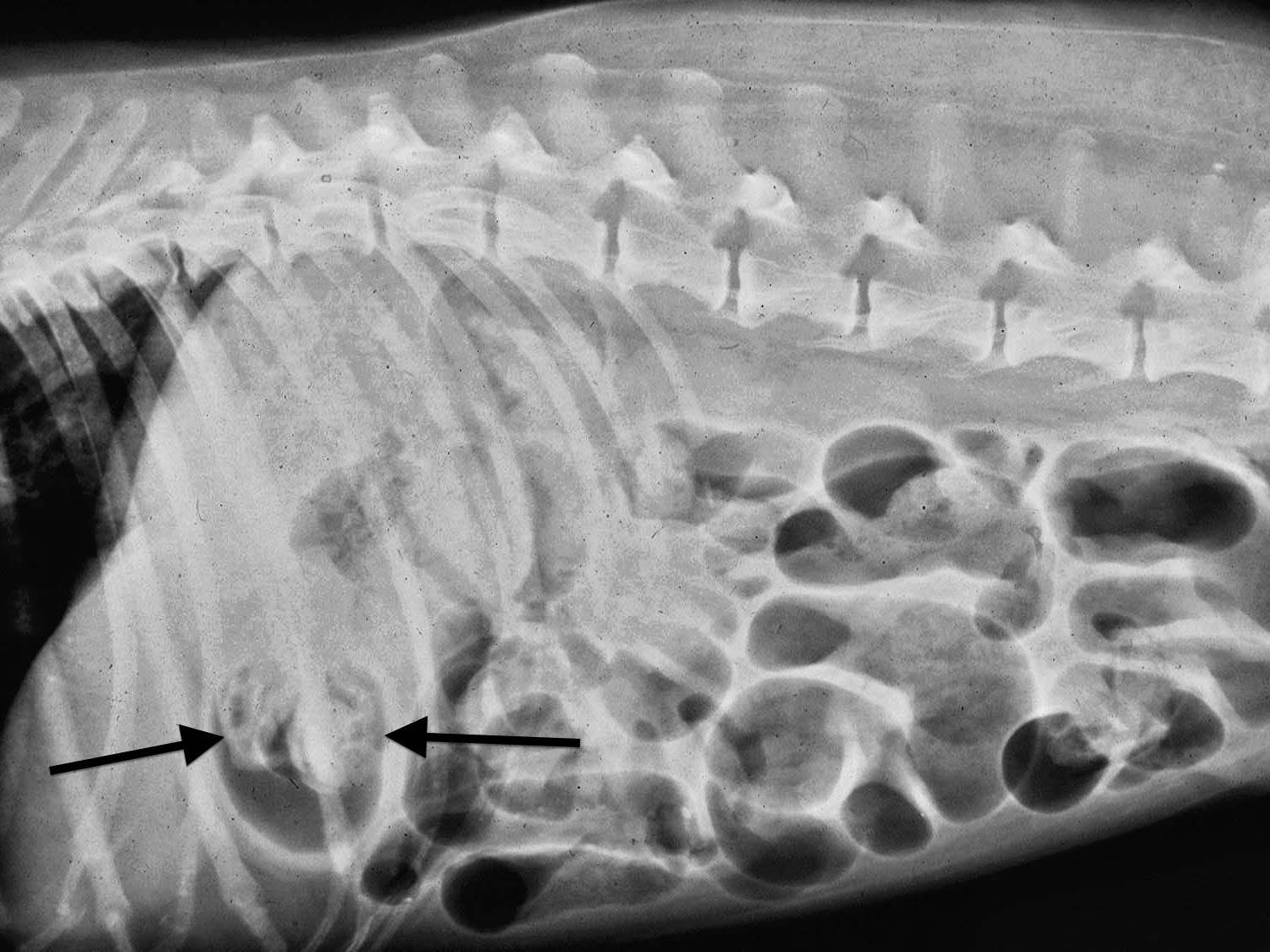 Veterinary Key Points: Addendum to Linear Foreign Body Post; Look again ...