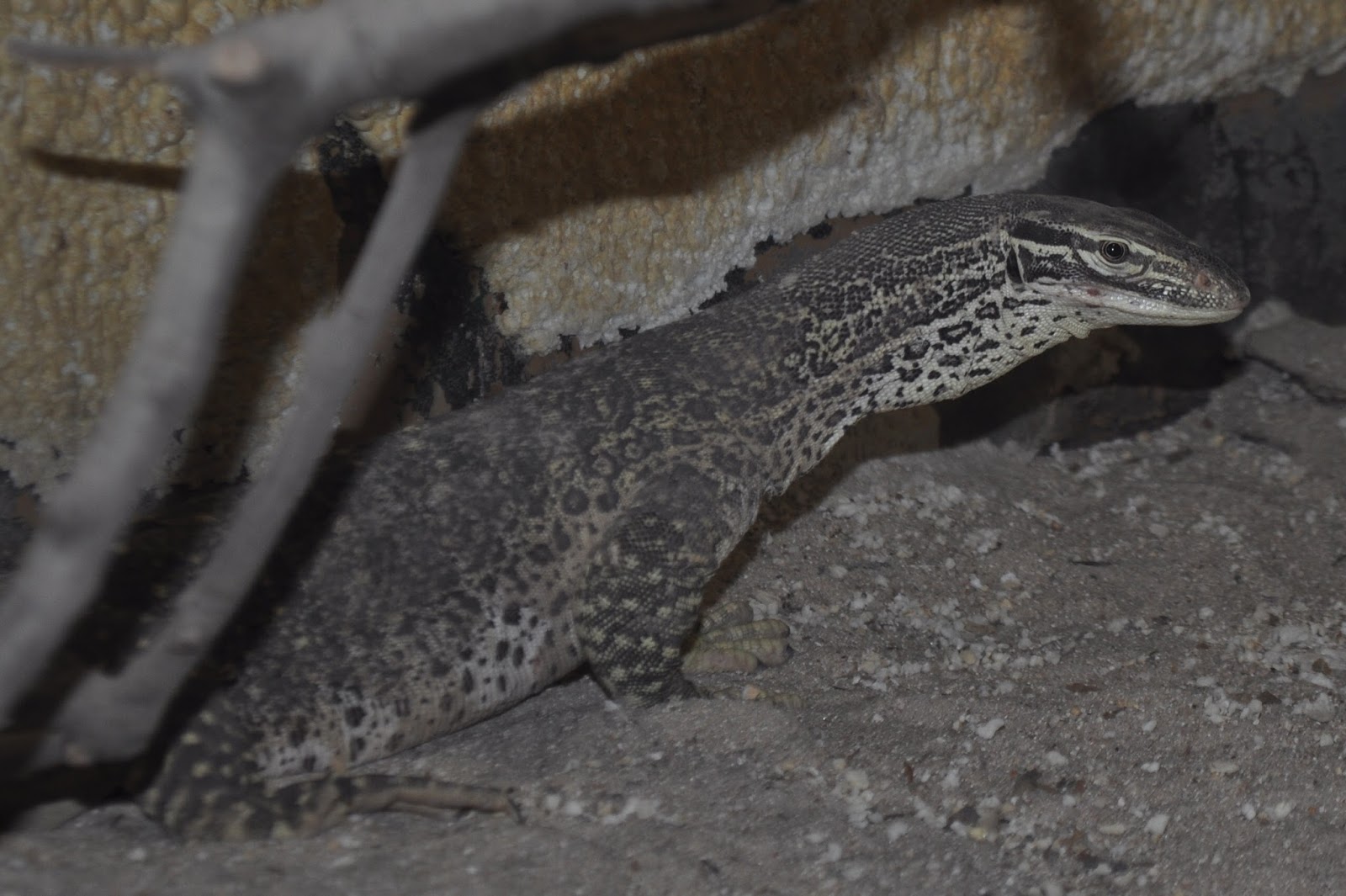 ZOOTOGRAFIANDO (6.100 ANIMALS): VARANO DE ARGUS / YELLOW-SPOTTED ...