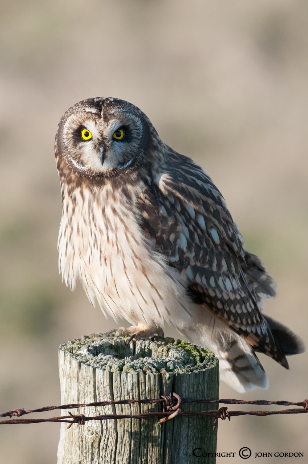 John Gordon/Listening to Birds: Short-eared owls