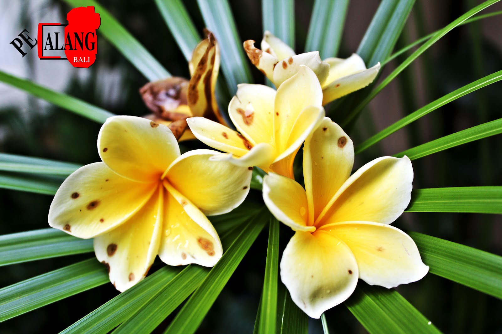 Bunga Kamboja Jepun Bali