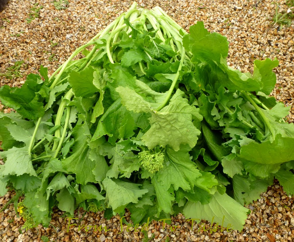 From Seed To Table: Harvest Monday - April 7, 2014