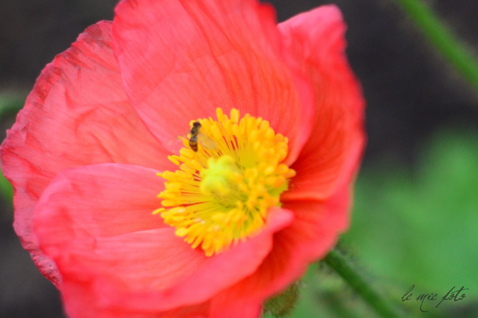 le mie foto: The Poppy.