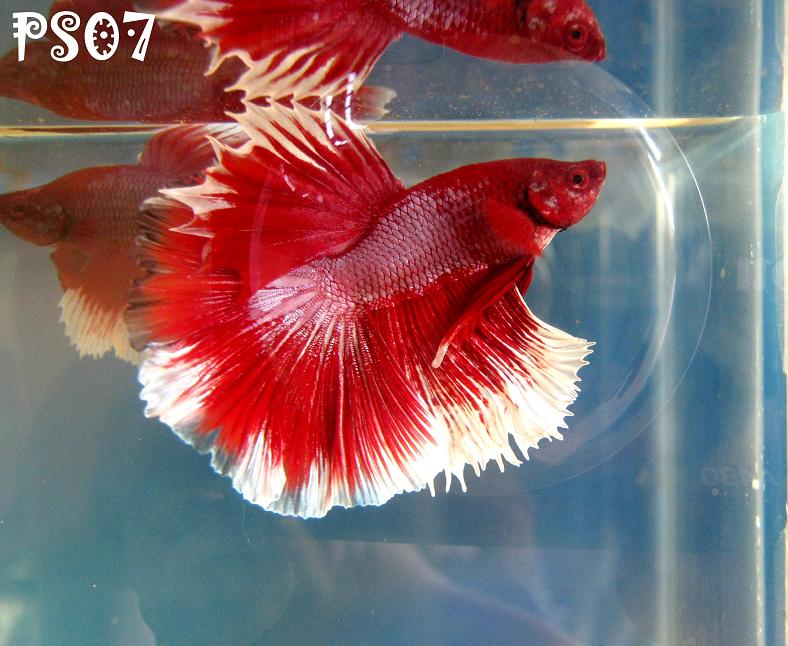 Betta Mares - Bettas de Linhagem: Pink Salamander