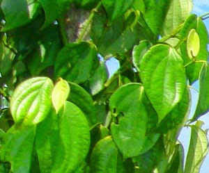 Pusat Penjualan Minyak Gosok cap Tawon Makassar