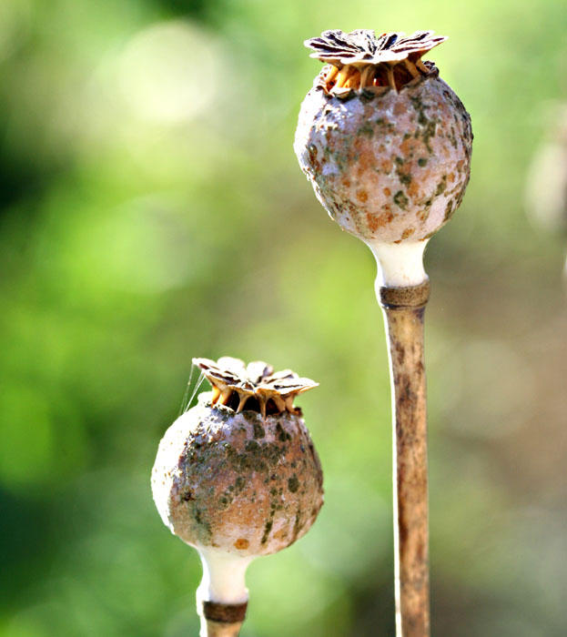 Around and About with Bulldog Pottery: Poppy Pods