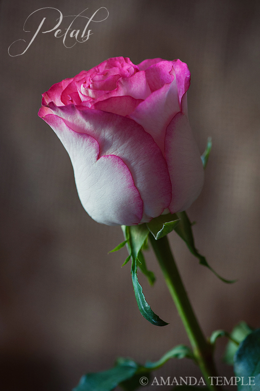 Petals - Bermuda Florist: The Age of Innocence