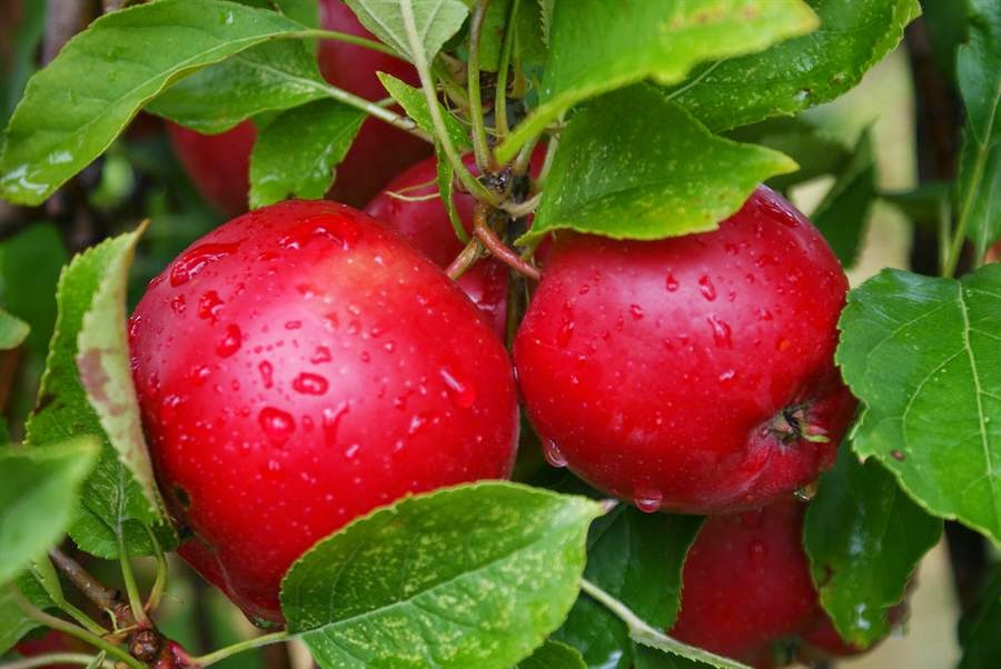 Fakta Tentang Buah & Tanaman Apel - Popular movie ever