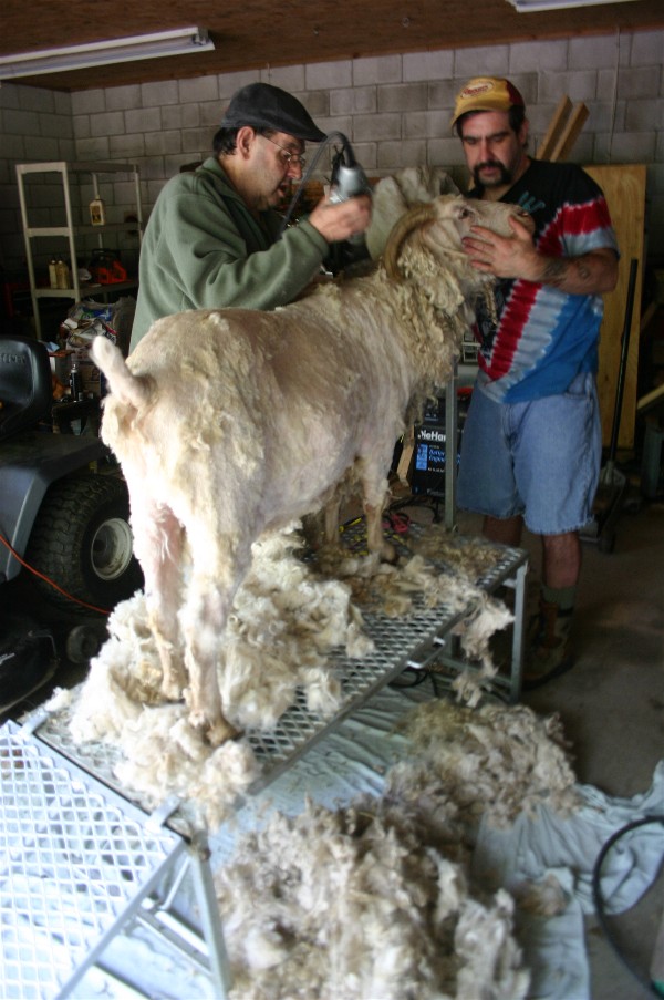 phyllis`s view: Shearing the angora goats