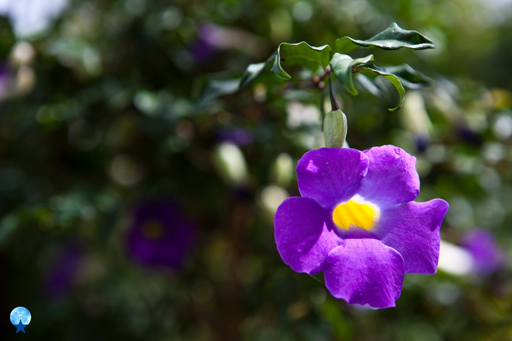 HD Flowers: 28 Flowers From Africa | South Africa Flowers | Flower of ...