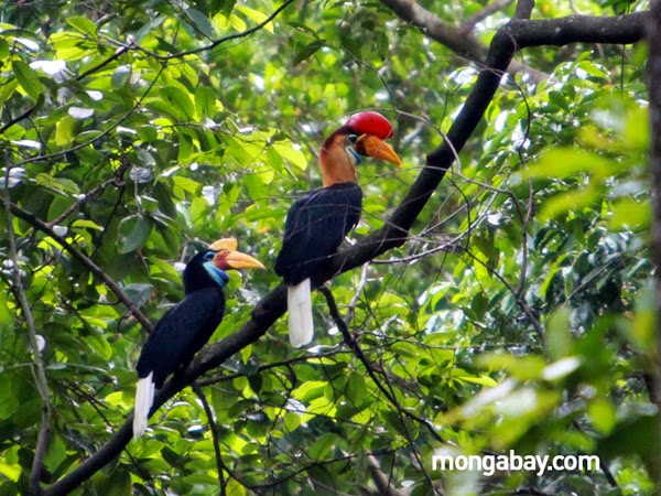 Rangkong Sulawesi ~ umpungeng ecovillage
