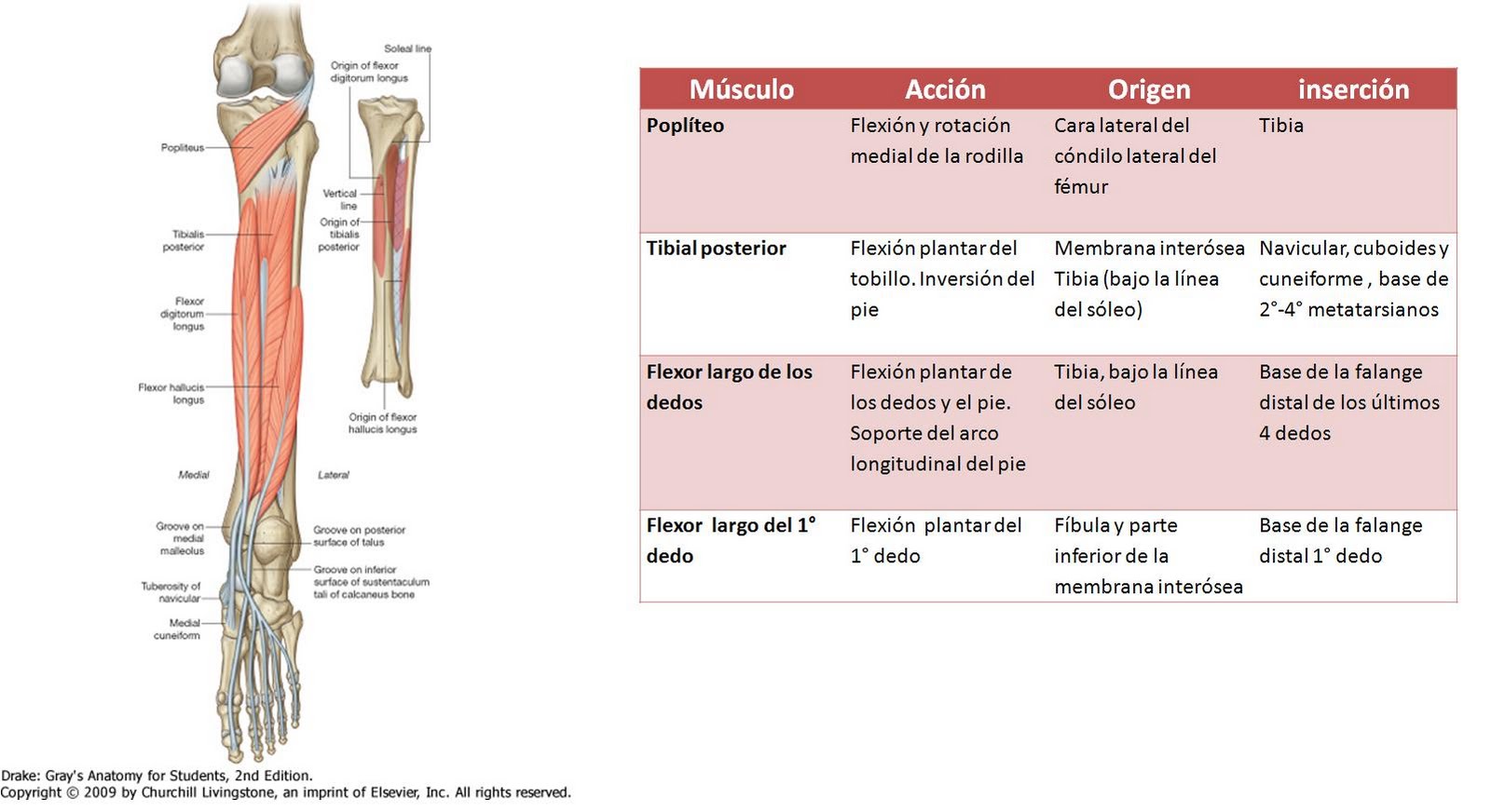 Anatomía UNAM: abril 2011