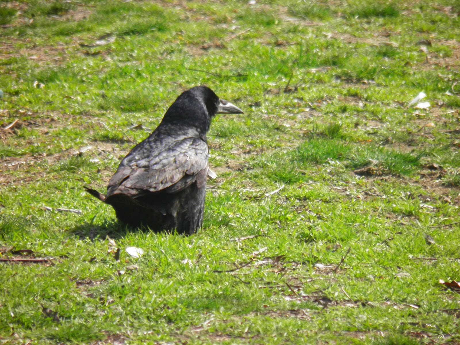 PASARI DIN ROMANIA: CIOARA DE SEMANATURA, Corvus frugilegus