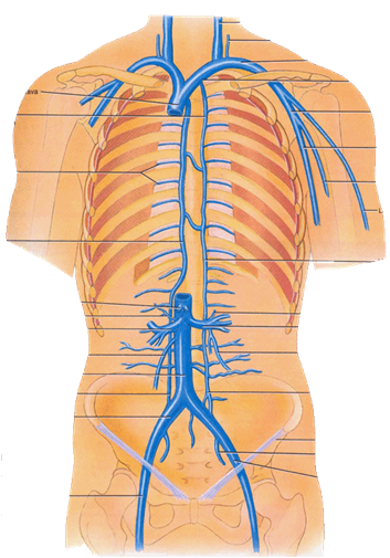 Docs Network: Regional anatomy of thorax