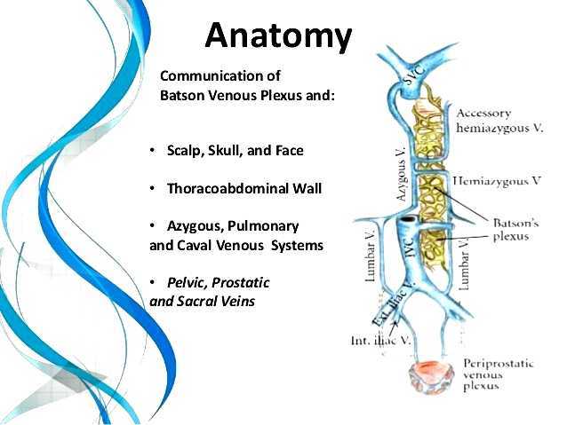 Batson venous plexus