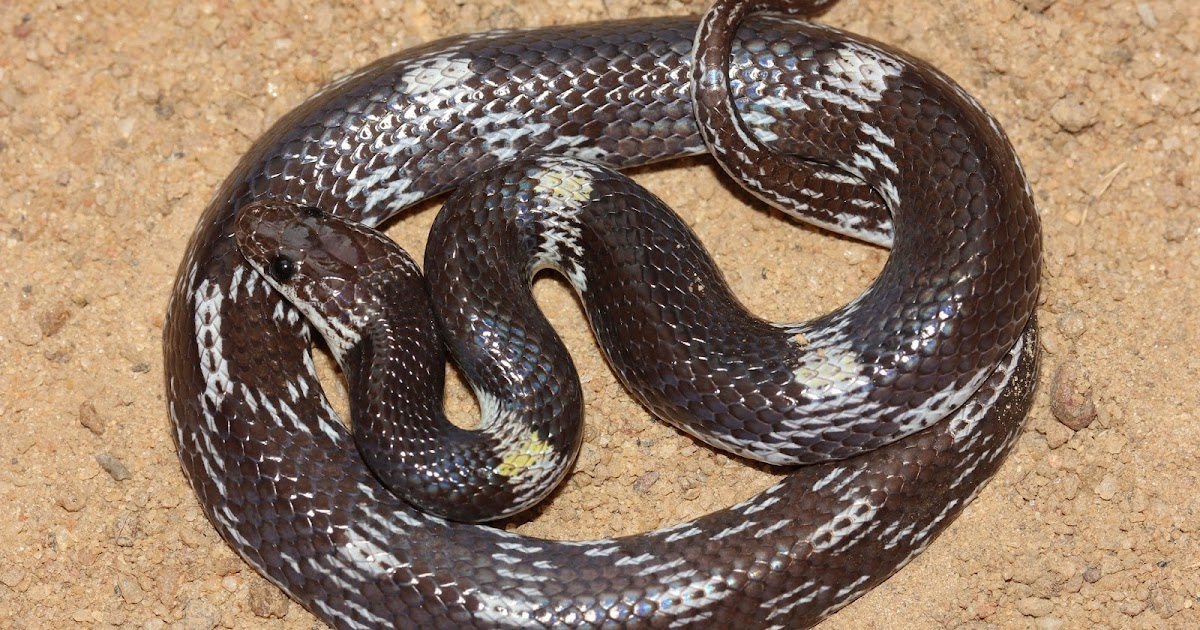 Barred Wolf Snake/කබර රදනකයා (Lycodon striatus-Shaw, 1802)