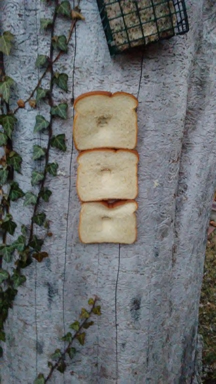 Man vs Internet: People Stapling Bread to Trees?????