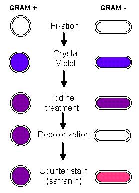 Young Geneticist: Diagnostic Microbiology Lab