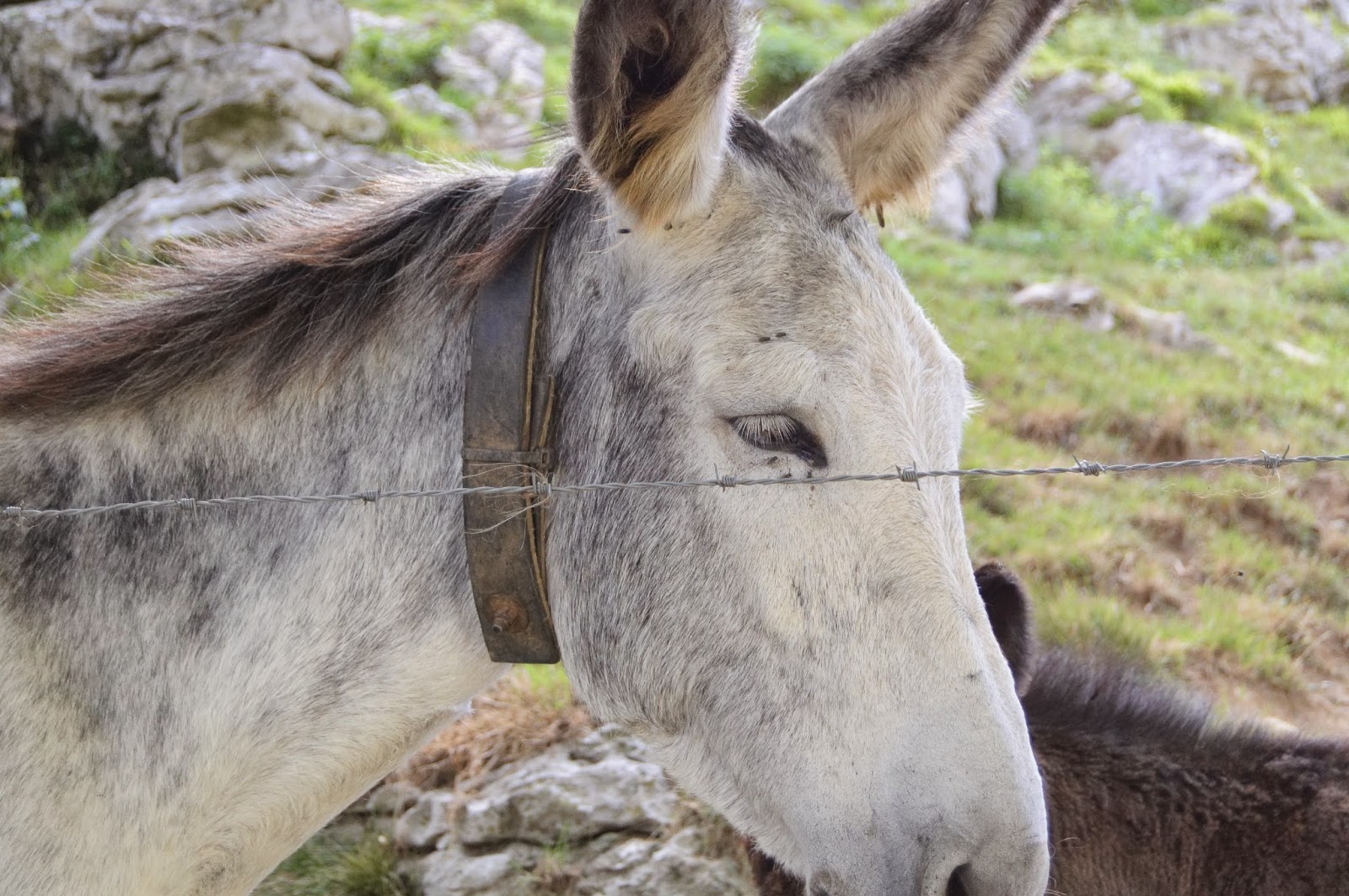 La tortuga de dos cabezas: El burro es el único animal domestico ...
