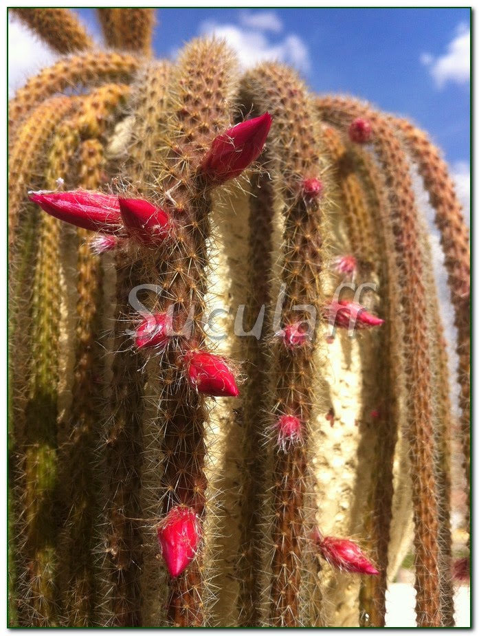 Aporocactus flageliformis - Cola de rata, Colgante, Flor del cuerno ...