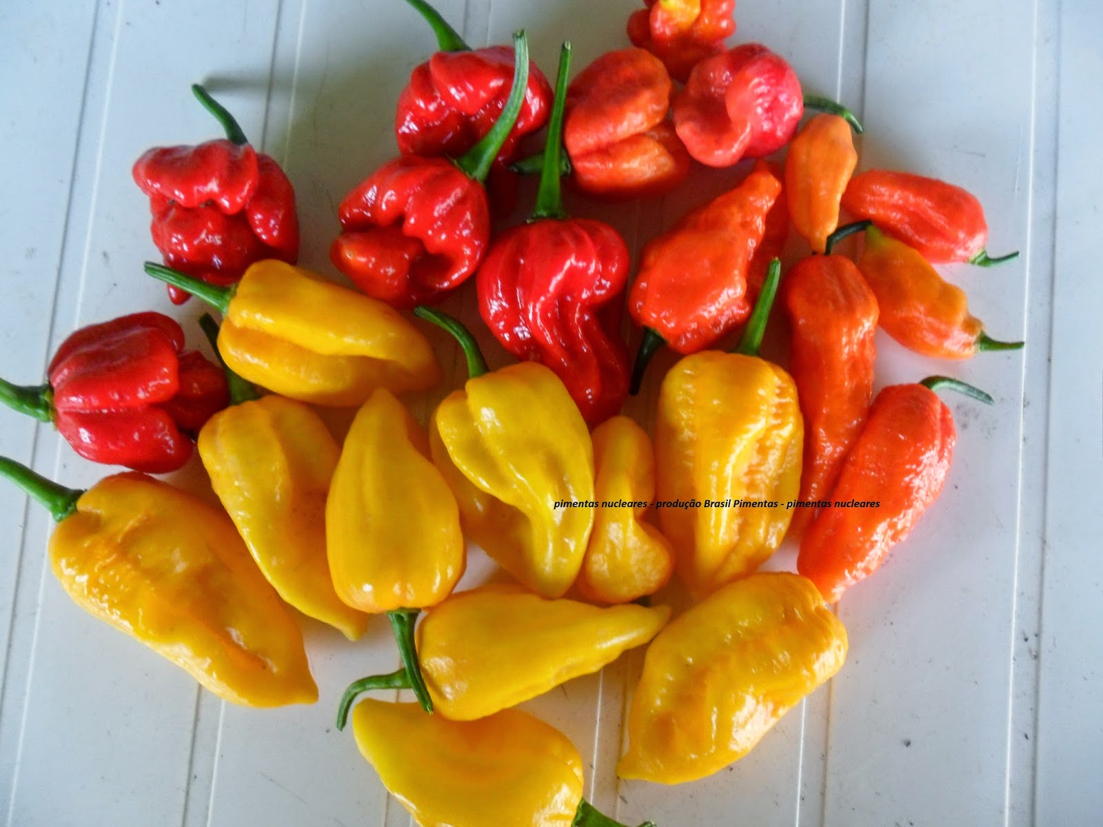 Brasil Pimentas - Pimentas do Brasil e do Mundo !: Setembro 2014
