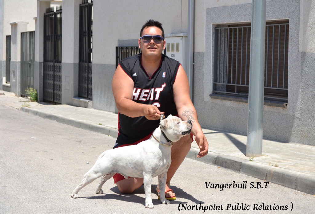 Vangerbull Staffordshire Bull terrier linea sudafricana : Dugar's ...