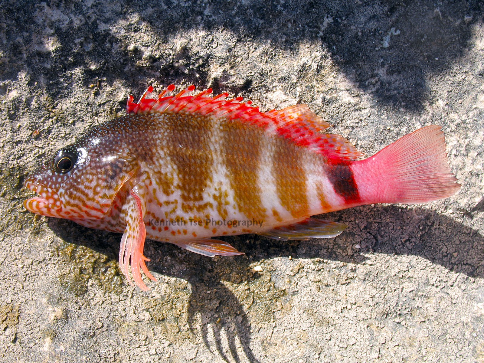 MuskieBait Adventures: Lifelist