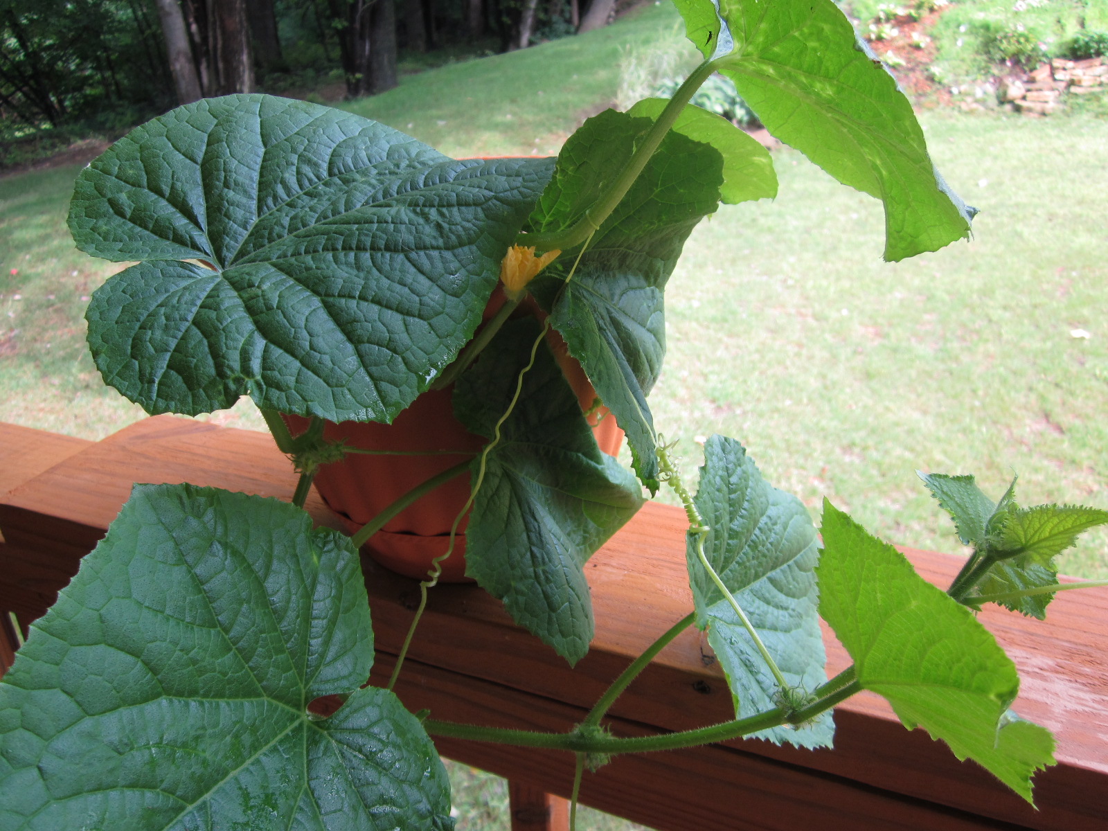Effortnesslessly: Beautiful cucumber