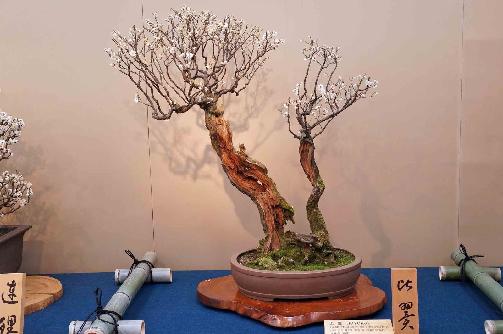 For Your Small Japanese Garden by YUKIMONO: The 65th Bonsai Exhibition ...