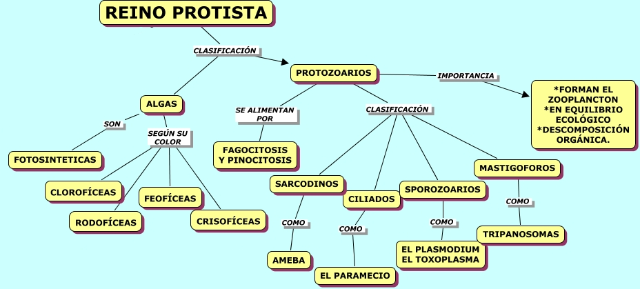 Reino Protista : Clasificación del reino protista.