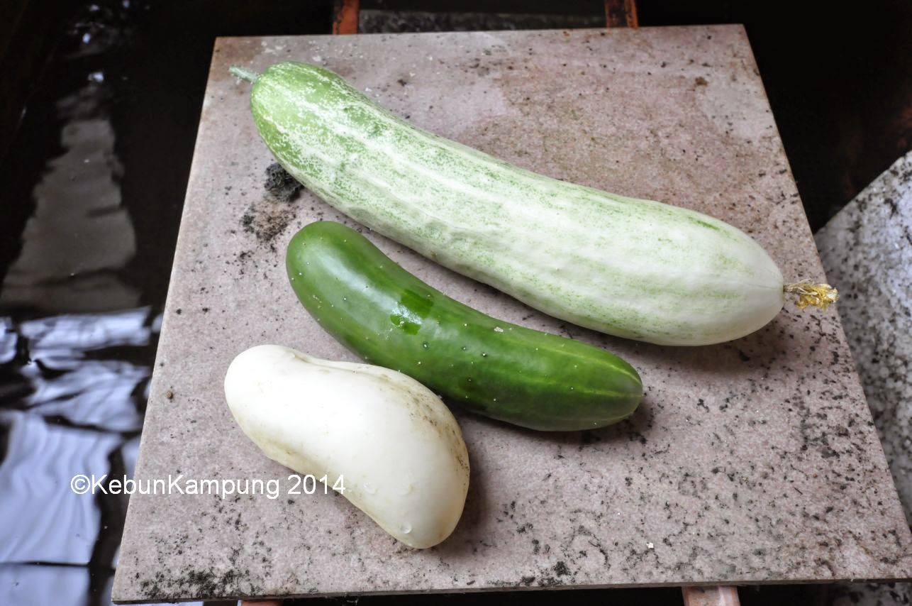 tuaian timun tiga varieti