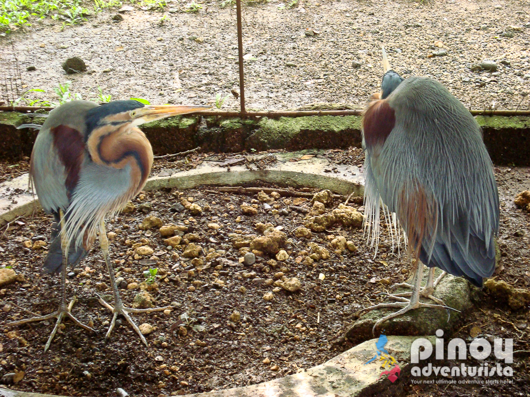 THINGS TO DO IN MAGUINDANAO - Finding Peace at Tamontaka Lourdes Grotto ...