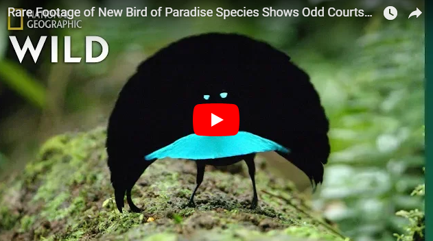 MFS VIRAL VIDS-2: Rare Footage of New Bird of Paradise Species Shows ...