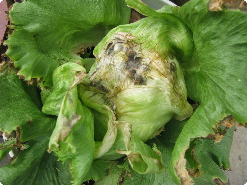 CULTIVODEPLANTASENPERU: MILDIU EN LECHUGA