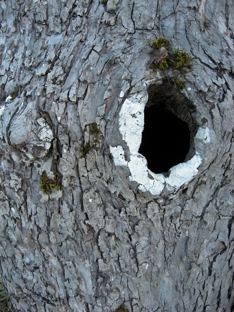 Another Mendocino Photo Blog: Apple Tree Hole