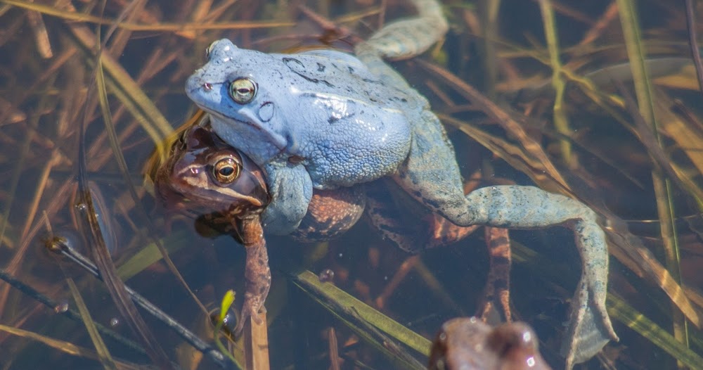 NA POJAĆWIESKICH RUBIEŻACH: Żaba, która raz do roku robi się niebieska ...